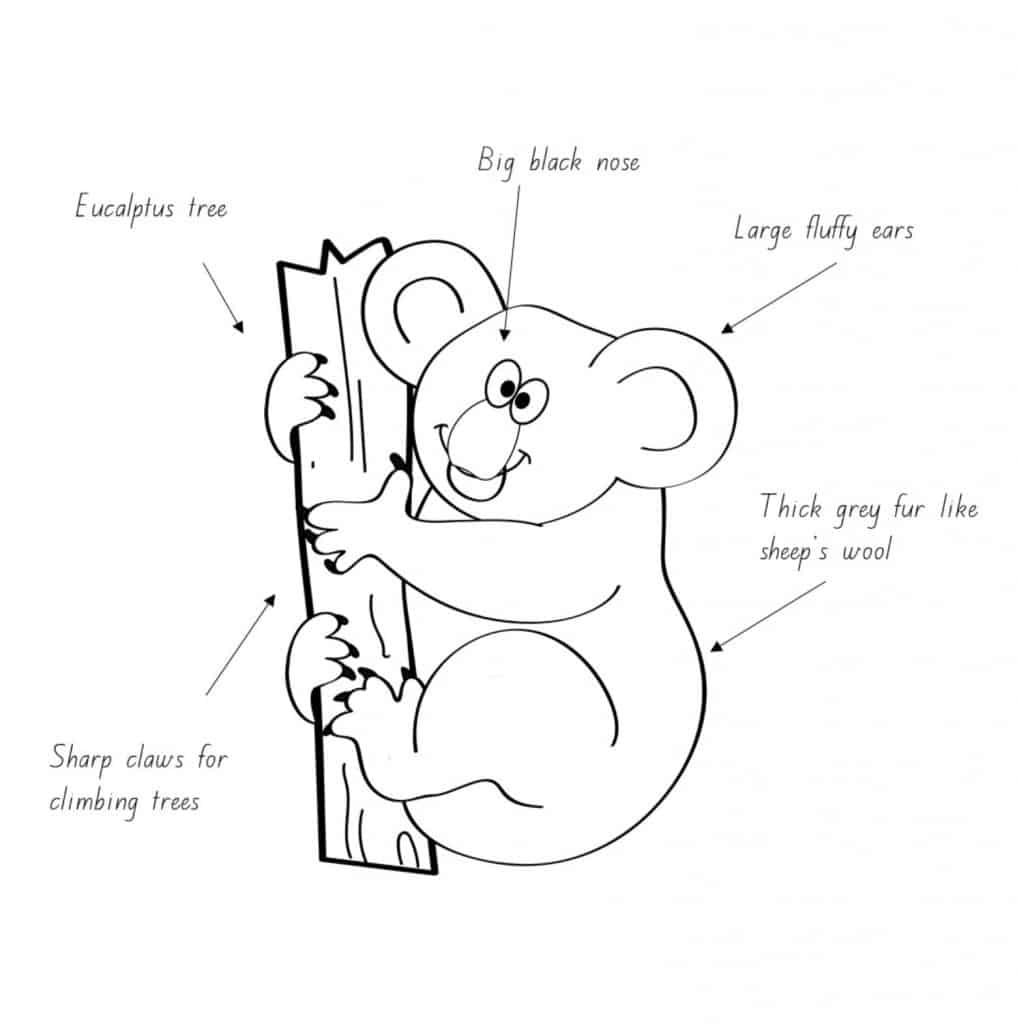 Information Report Bump It Up Wall Writing Exemplars Year 2 — Teachie Tings